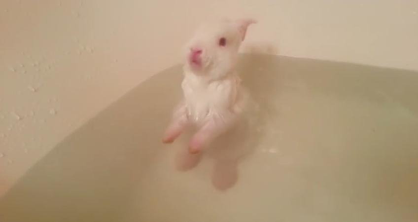 Rabbit Bath Videos | POPSUGAR Pets