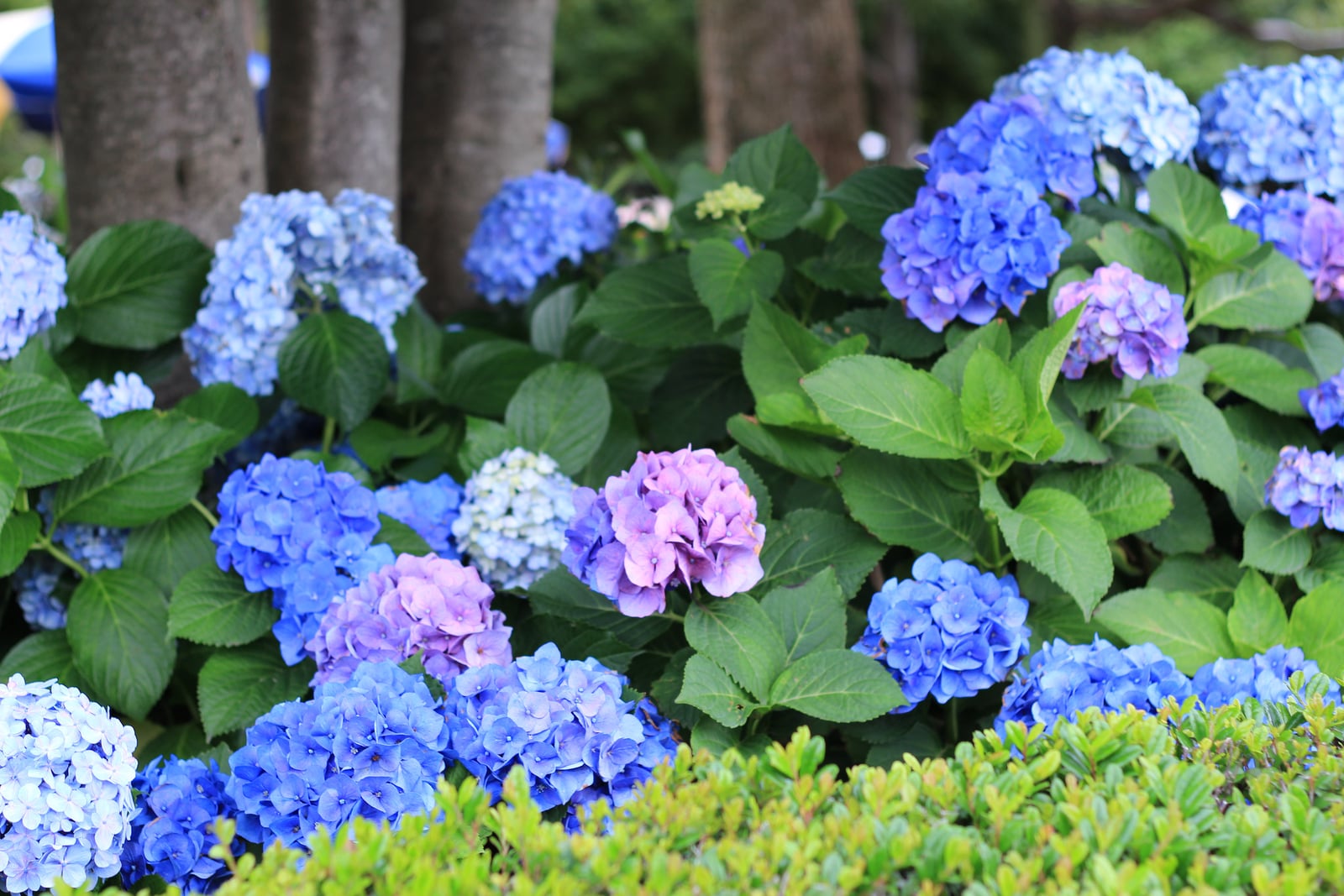 How To Change The Colour Of Hydrangeas POPSUGAR Home Australia how-to-change-the-colour-of-hydrangeas-popsugar-home-australia