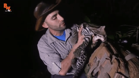 Coyote Peterson Plays With Wild Ocelot | Video | POPSUGAR Pets